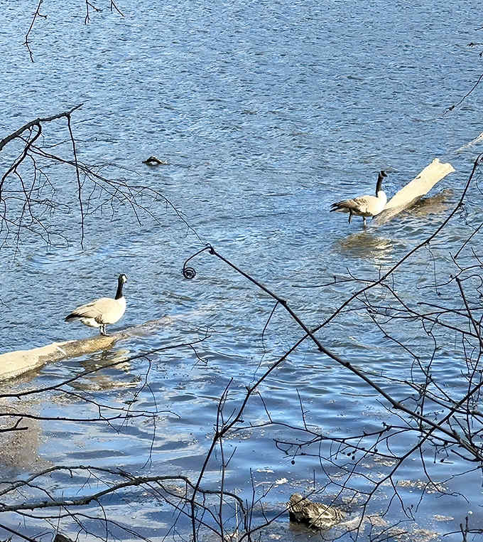 Canada geese claim driftwood thrones on the St. Croix, nature's royalty surveying their watery kingdom.