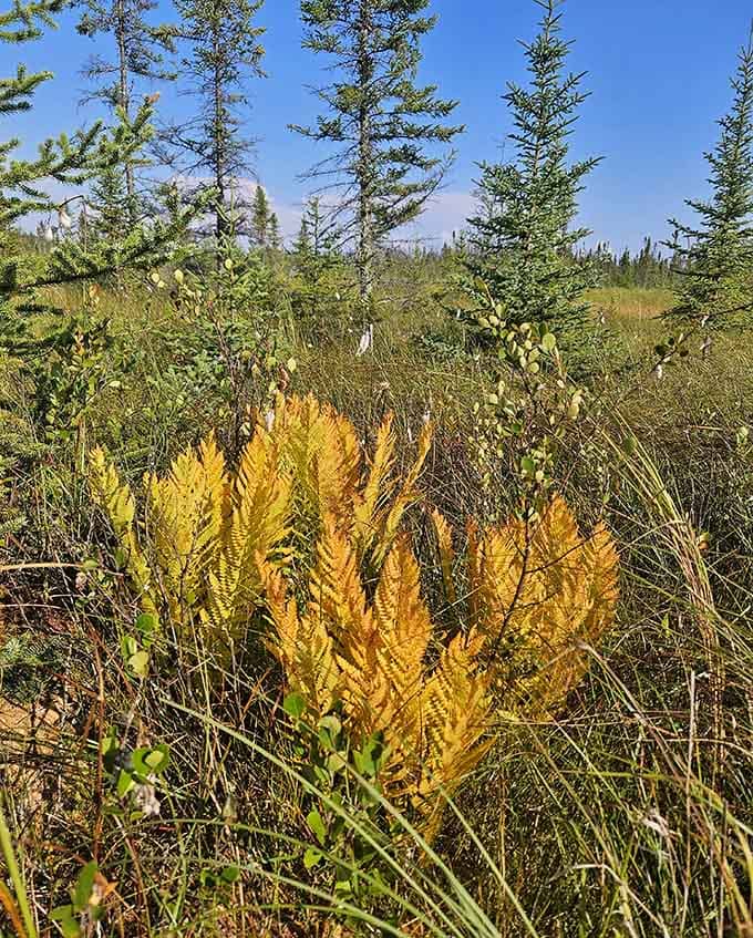 Cinnamon ferns add their rusty hues to the bog's color scheme, nature's way of saying fall is here.