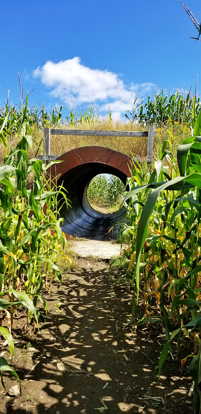 Light at the end of the tunnel! This corn-surrounded passage offers hope, direction, and excellent Instagram opportunities all in one.
