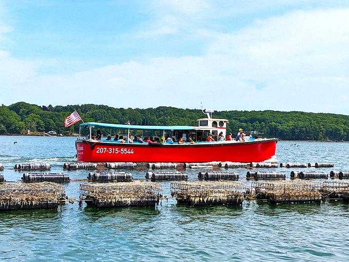 Oyster farm tour boat &ndash; where you'll learn why Damariscotta River oysters make seafood lovers weak at the knees.