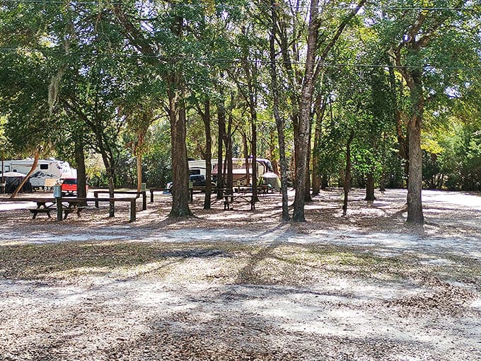 Shaded by ancient oaks, these camping spots offer front-row tickets to Florida's natural symphony of birds and breezes.