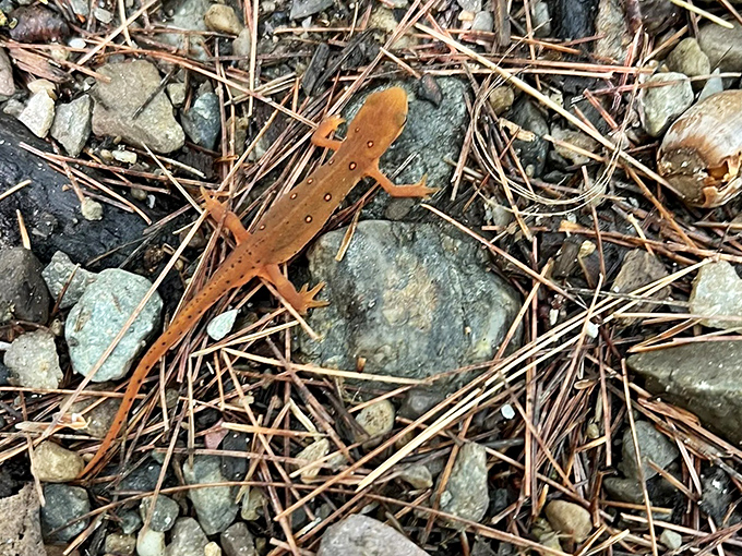 This tiny red eft salamander, Vermont's woodland ambassador, pauses on pine needles during its fascinating life journey.