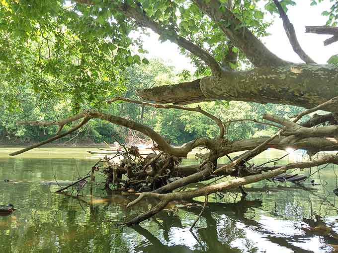 This fallen tree has found new purpose as a riverside sculpture, proving that even in nature, one person's obstacle is another's photo opportunity.