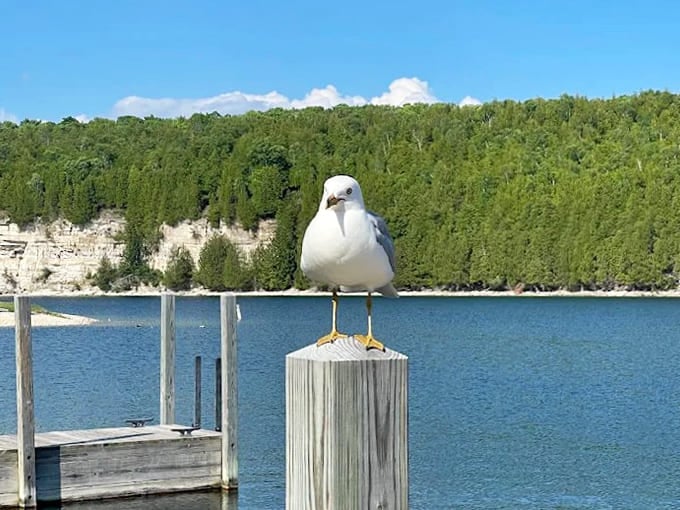 A seagull stands sentinel on a dock post, nature's current resident in what was once a bustling harbor of commerce and industry.