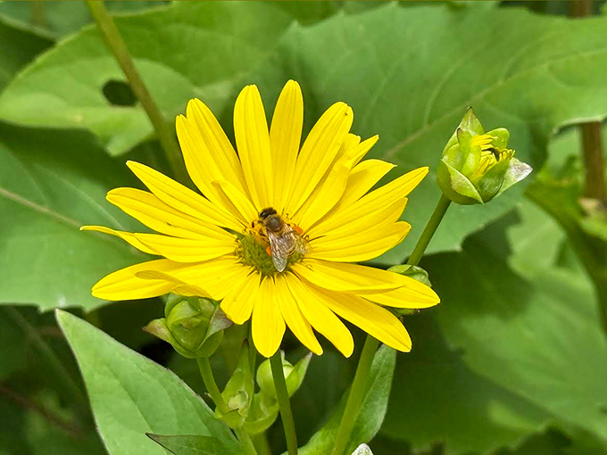 Even the bees know a good thing when they see it &ndash; this sunny bloom offers a perfect landing pad for nature's busiest pollinator.