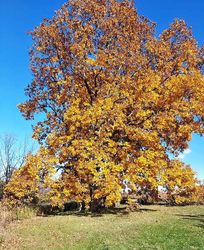 Fall foliage so vibrant it looks photoshopped, except it's real and you can actually walk through it.