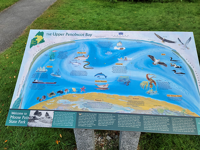 Colorful illustrations on the information board highlight the rich marine ecosystem of Penobscot Bay, from microscopic plankton to majestic whales.
