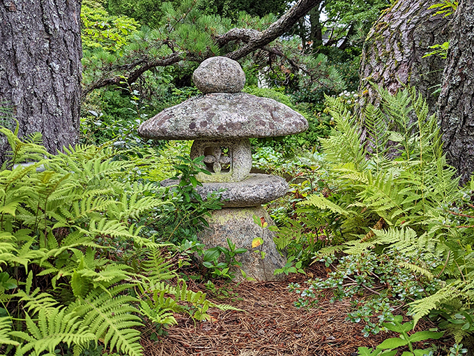 This traditional stone lantern stands sentinel among ferns, a quiet reminder of the garden's Japanese inspiration. Ancient wisdom meets New England wilderness.