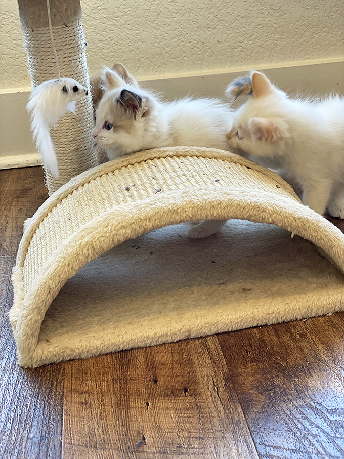 These fluffy white kittens investigate their surroundings with the wide-eyed wonder that makes young cats so irresistibly adorable.