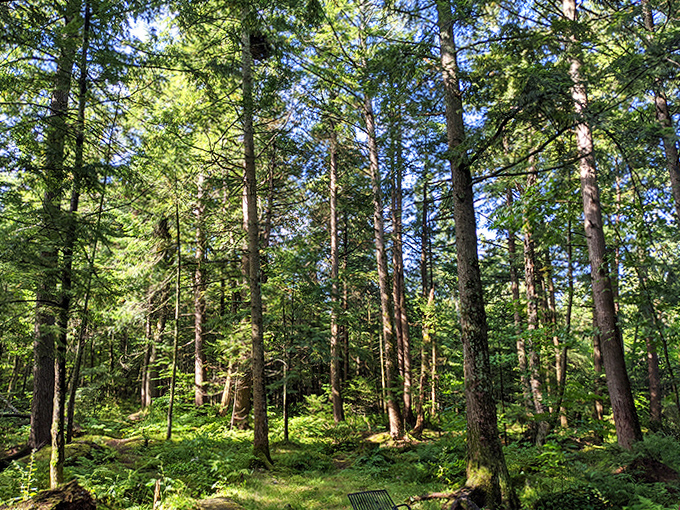 Cathedral-like forest surrounds Lake Carmi, where trees have been perfecting their upward reach for generations.