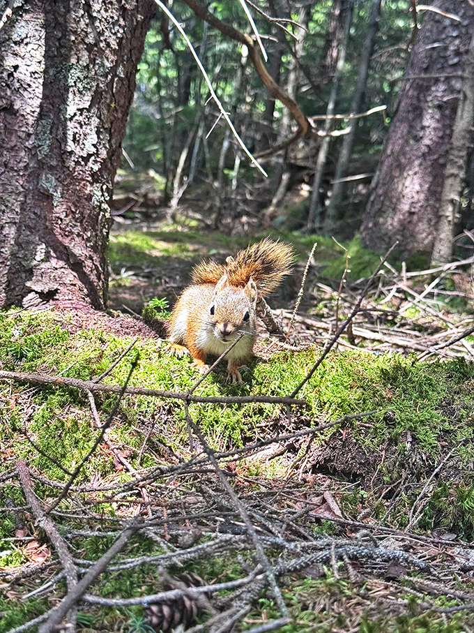 "Excuse me, do you have a moment to talk about acorn storage techniques?" – this squirrel, probably.