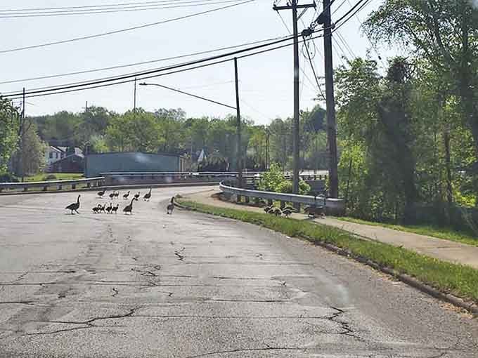 Even local wildlife embraces the unhurried pace of Newton Falls, as geese and their goslings take their time crossing quiet streets.