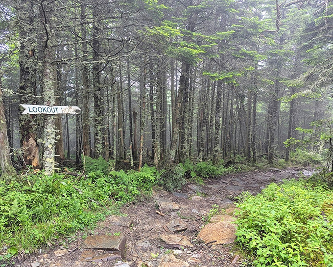 Follow this path through whispering pines to discover hidden vistas that few visitors ever find.