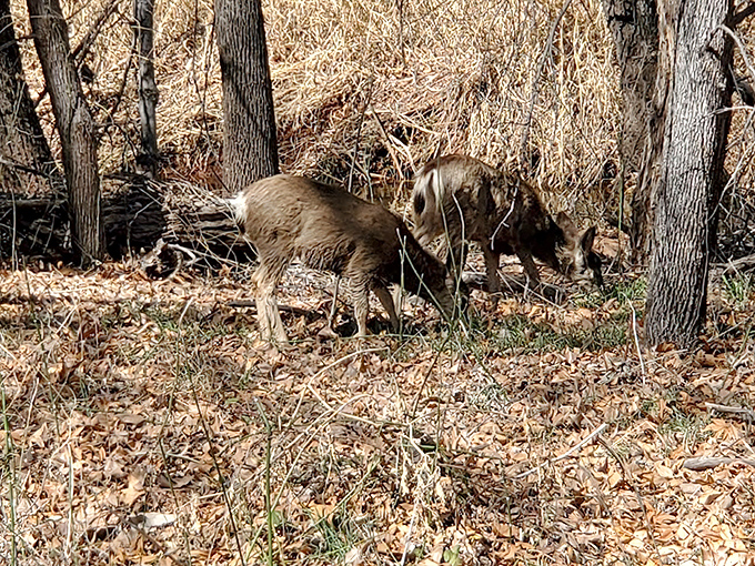 Two mule deer forage quietly among fallen leaves, their presence a reminder that Red Rock State Park is home to diverse wildlife.