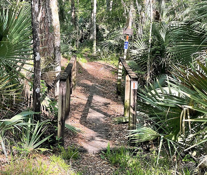 Wooden bridges span waterways throughout the trail system, each crossing offering new perspectives on the aquatic ecosystems thriving below.