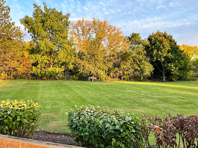 Woodland Trail Deer graze peacefully at sunset, adding their own natural performance to the park's artistic ensemble.