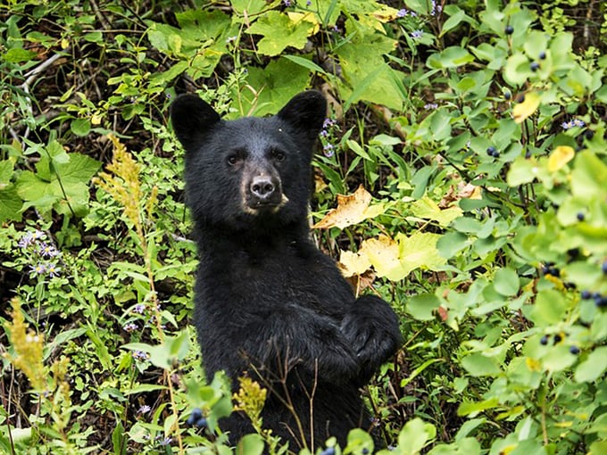 A curious black bear cub reminds visitors they're guests in a wilderness that's still wonderfully wild despite its accessibility.