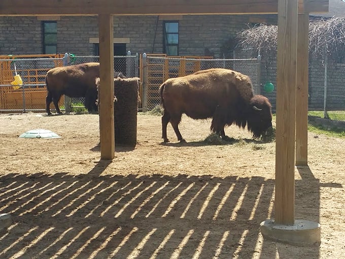 American bison, once nearly extinct, now thrive in protected environments like Como's prairie habitat exhibit.