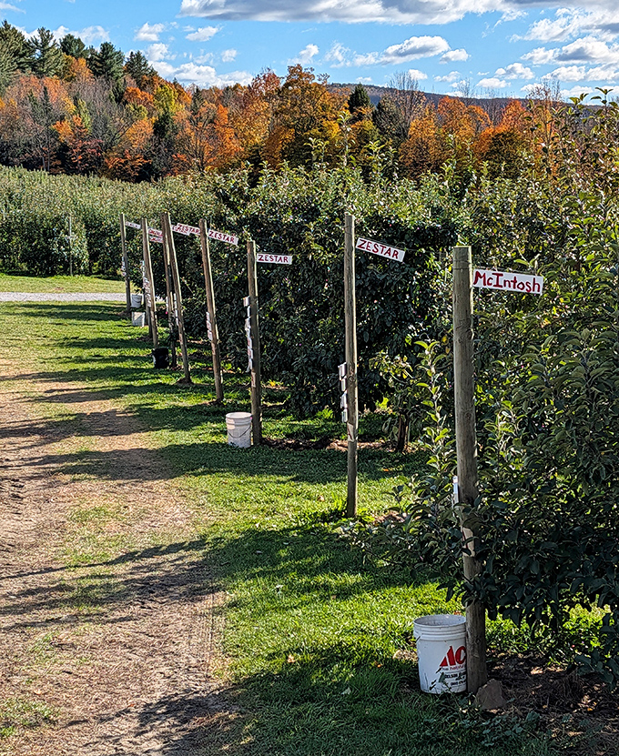 Apple varieties line up like old friends, each with its own personality &ndash; from sweet Honeycrisp to tart McIntosh, there's a perfect match for every taste.