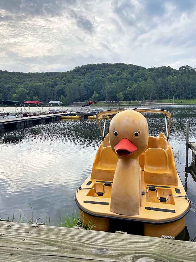 Duck-shaped paddle boats bring whimsical charm to Lake Hope &ndash; proving even serious nature needs a sense of humor.