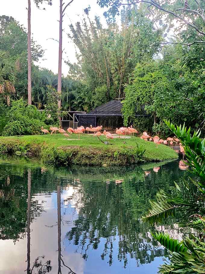 A flamboyance of flamingos (yes, that's the actual term) creates a living coral reef on land, proving Florida's best pink attractions aren't all on South Beach.
