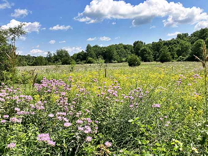 Wildflowers paint the meadow in purples and yellows, creating a buffet for bees and a feast for human eyes.