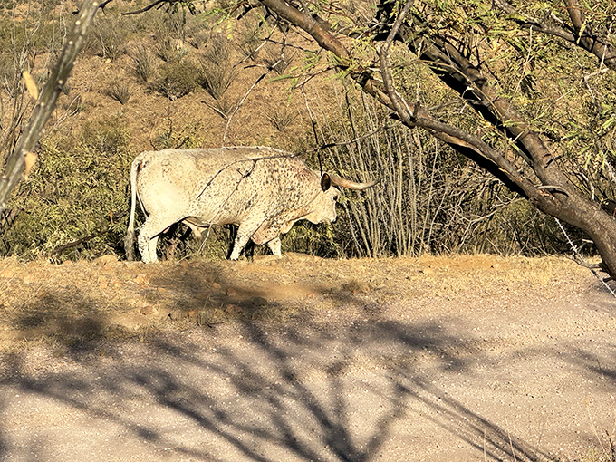 A lone cow traverses the trail, a reminder that this land has supported ranching traditions for generations.