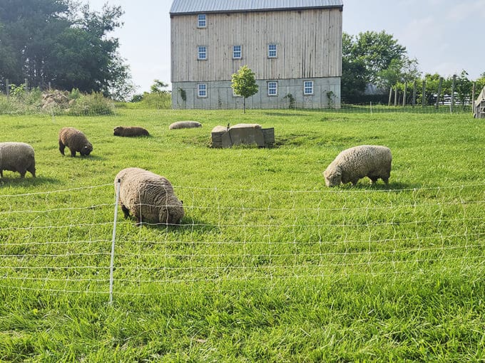 The vineyard's woolly landscapers graze contentedly near a weathered barn, adding to the authentic farm atmosphere that makes this winery uniquely charming.