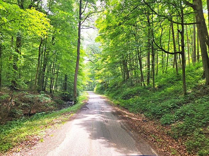 Trail: Sunlight dapples this forest passage like nature's stained glass, inviting wanderers to discover the meditative rhythm of footsteps on Piketon's quiet paths.