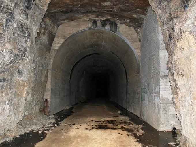 Clusters of bright orange mushrooms burst from the forest floor like nature's own street art, adding pops of color to the woodland palette.