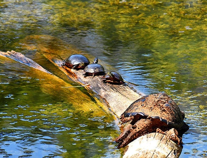 These turtles have mastered the art of relaxation, sunbathing on their driftwood deck with not a care in the world.
