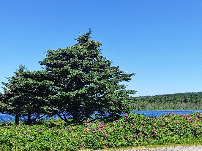 Where evergreens meet wildflowers in a display that puts botanical gardens to shame &ndash; nature showing off again.