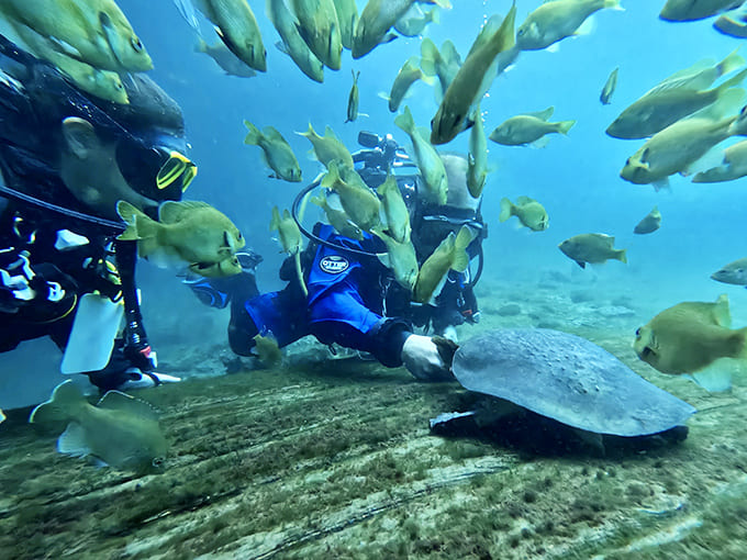 Where worlds collide &ndash; a peaceful turtle rests on the sandy bottom while colorful fish create a living curtain around it.