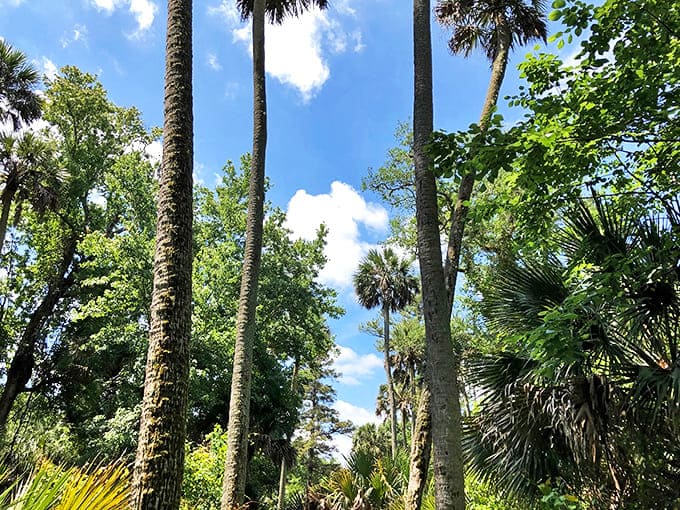 Reaching for the sky: Florida's native palms create a natural cathedral ceiling above the spring's sacred waters.