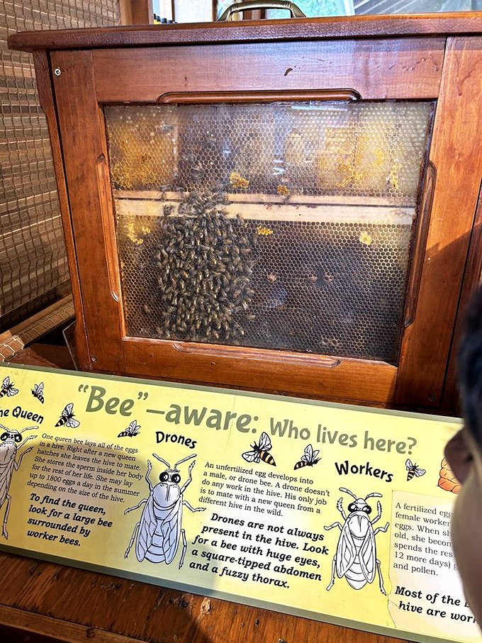 A glimpse into the busy world of bees &ndash; nature's hardworking confectioners produce the sweet honey that complements Cold Hollow's apple offerings.