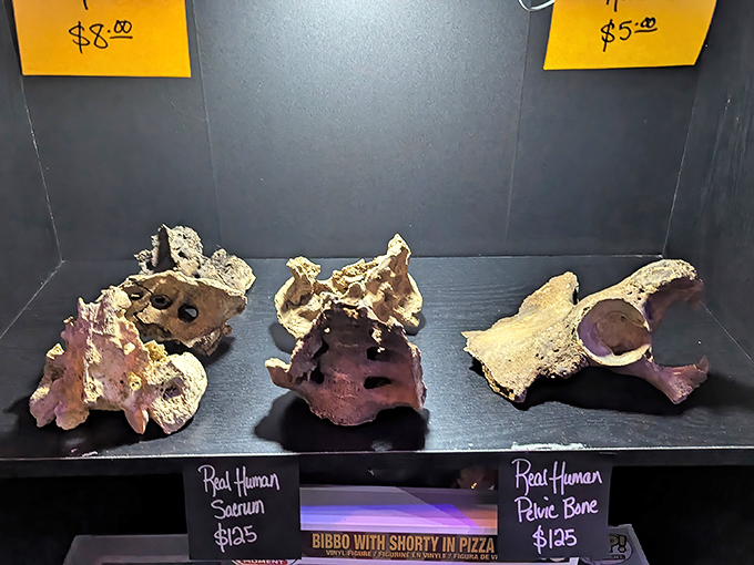 Real human remains are respectfully displayed alongside educational information about historical medical practices and anatomical study.