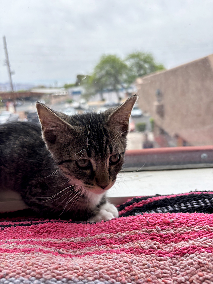 A contemplative tabby gazes out the window, perhaps dreaming of birds or simply enjoying the view from this cozy perch.