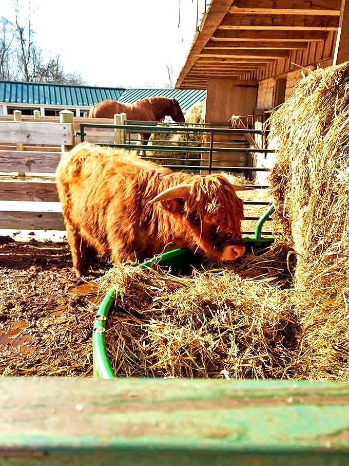 This Highland calf attacks breakfast with gusto, demonstrating that good food appreciation starts young on Aullwood's working farm.