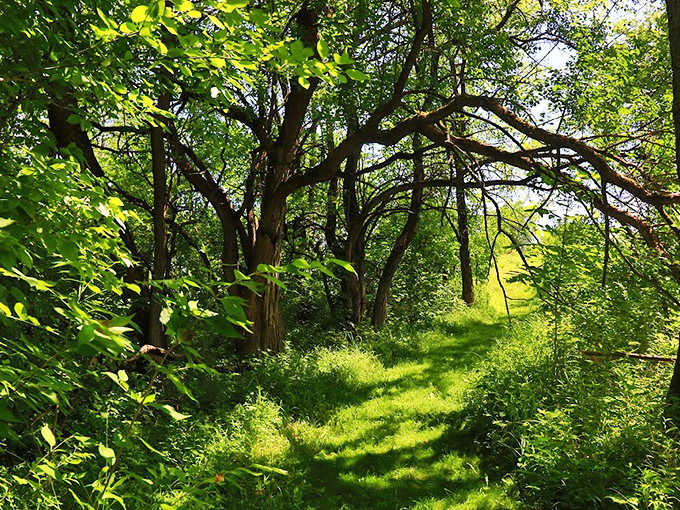 Dappled sunlight creates nature's spotlight through the canopy, illuminating a trail rich with possibility.