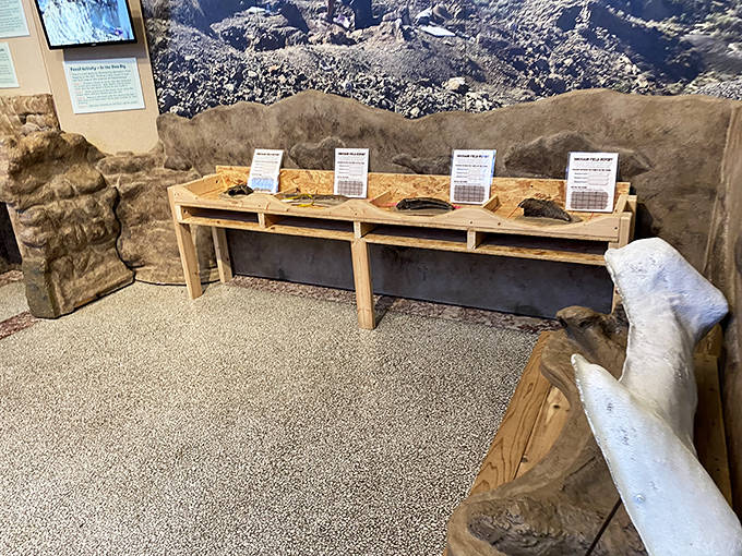 Hands-on fossil activities transform abstract concepts into tangible experiences, making paleontology accessible to curious minds of all ages.