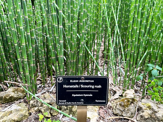 Knowledge blooms here! These signs are your pocket-sized botanist, dishing out plant trivia that'll make you the star of your next garden gathering.