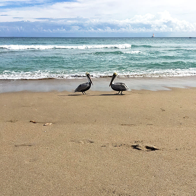 Two pelicans hold a beachfront conference, likely discussing the day's fishing report or judging the swimwear choices of nearby humans.