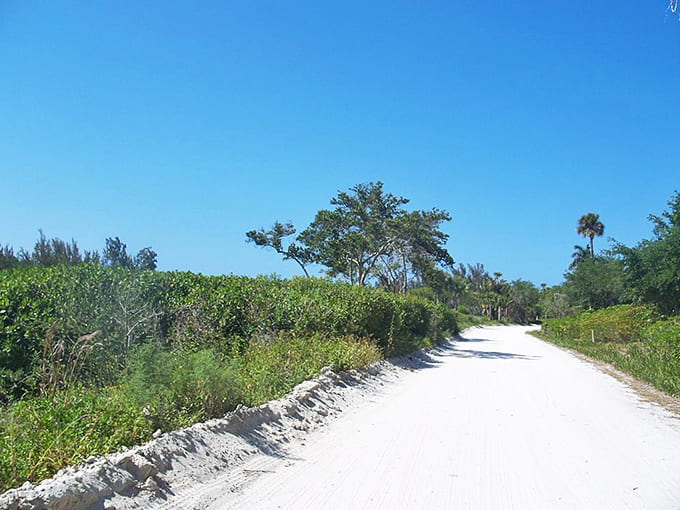 Jungle Trail offers A1A adventurers a detour into Old Florida, where unpaved paths and natural canopies create a magical coastal forest experience.