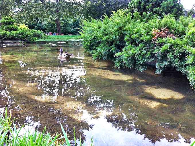 Paint me like one of your French ducks – this photogenic waterfowl adds authentic wildlife charm to the artistic landscape.