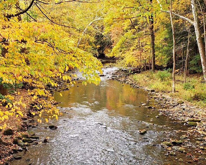 Autumn's golden reflection Mill Creek mirrors the season's colors, doubling the visual impact for lucky visitors.