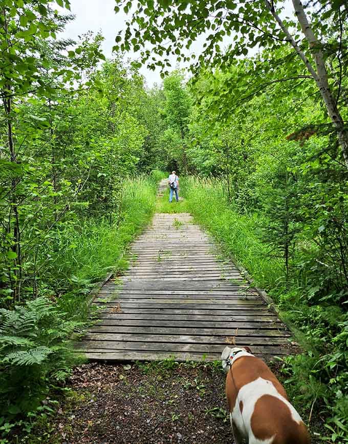 Boardwalks keep your feet dry while wetlands show off their ecological importance and surprising beauty.