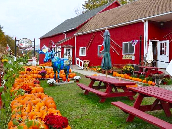 Picnic paradise: Where pumpkins and picnic tables create the perfect spot for an autumn afternoon break.