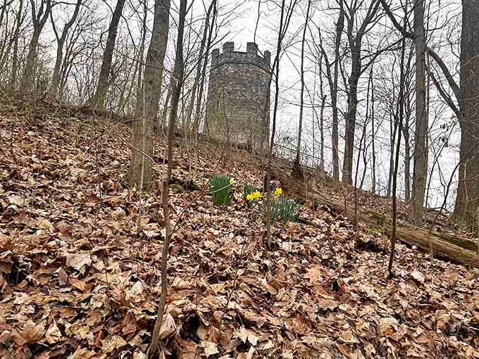 Cheerful yellow blooms push through autumn's forgotten leaves, nature's optimists announcing spring's arrival at the tower's ancient feet.