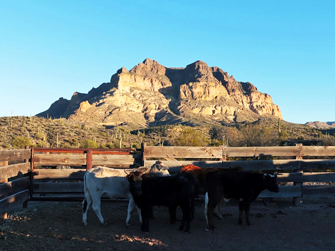 Meet the Rockies' sun-loving cousins. These mountains are like natural billboards advertising Arizona's rugged beauty, with some cows as impromptu tour guides.