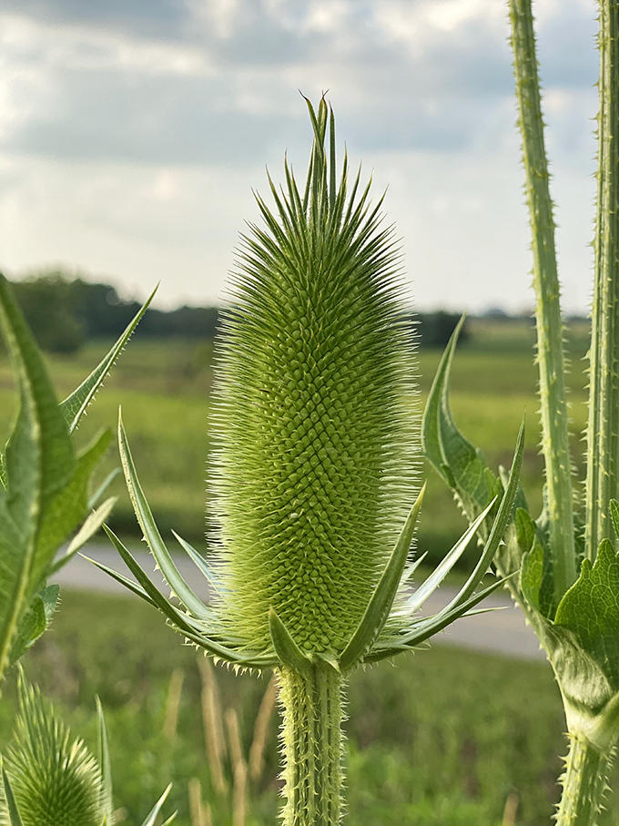 This teasel plant stands like nature's own sculpture, its architectural precision rivaling anything found in downtown Chicago.